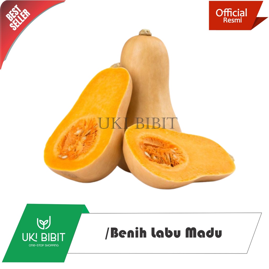 Jual ( 5 Butir ) Benih Biji Labu Madu Butternut Squash Waltham | Labu ...