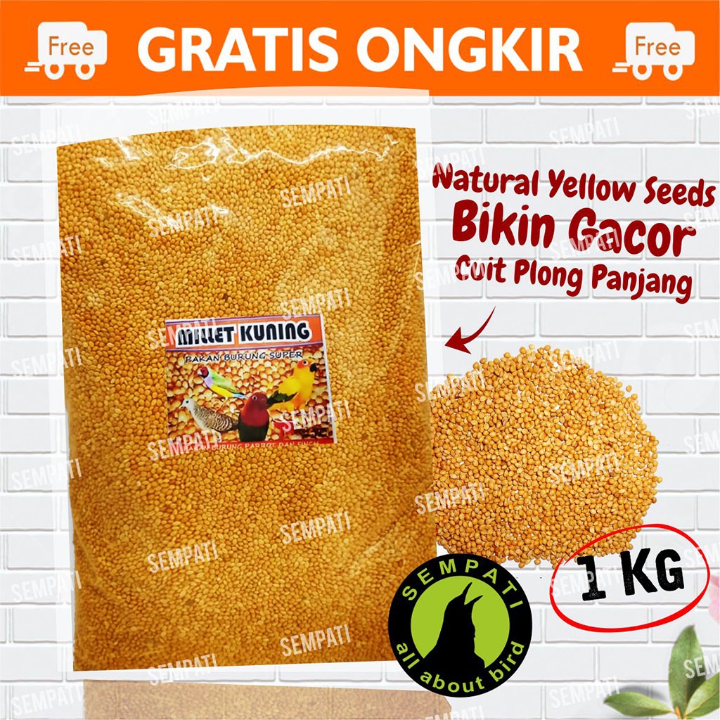 Jual MILET KUNING R-FAM JAYA 1 KG BIJI MILLET KUNING CREAM KONSLET ...