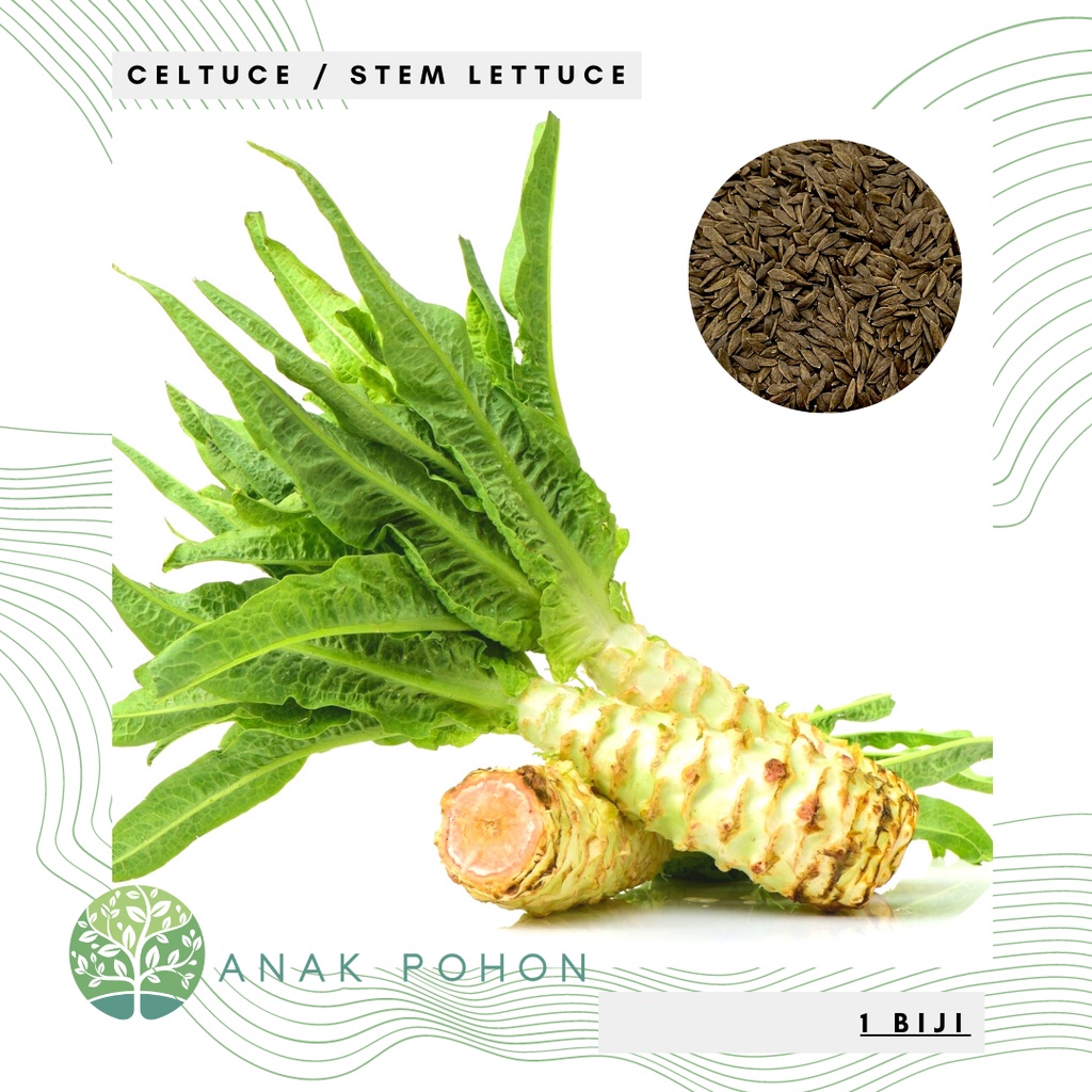 Jual Benih Bibit Biji - Celtuce Selada Batang / Selada Asparagus ...