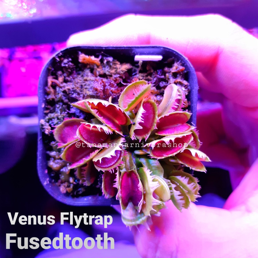 Jual Venus Flytrap Fussed Tooth Dewasa (Tanaman Hias) | Shopee Indonesia