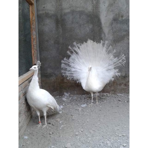 Jual TELUR FETIL MERAK PUTIH ASLI | Shopee Indonesia