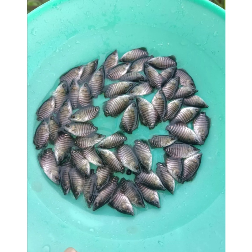 Jual GURAME SOANG PAKET 100 EKOR UK NGUKU | Shopee Indonesia