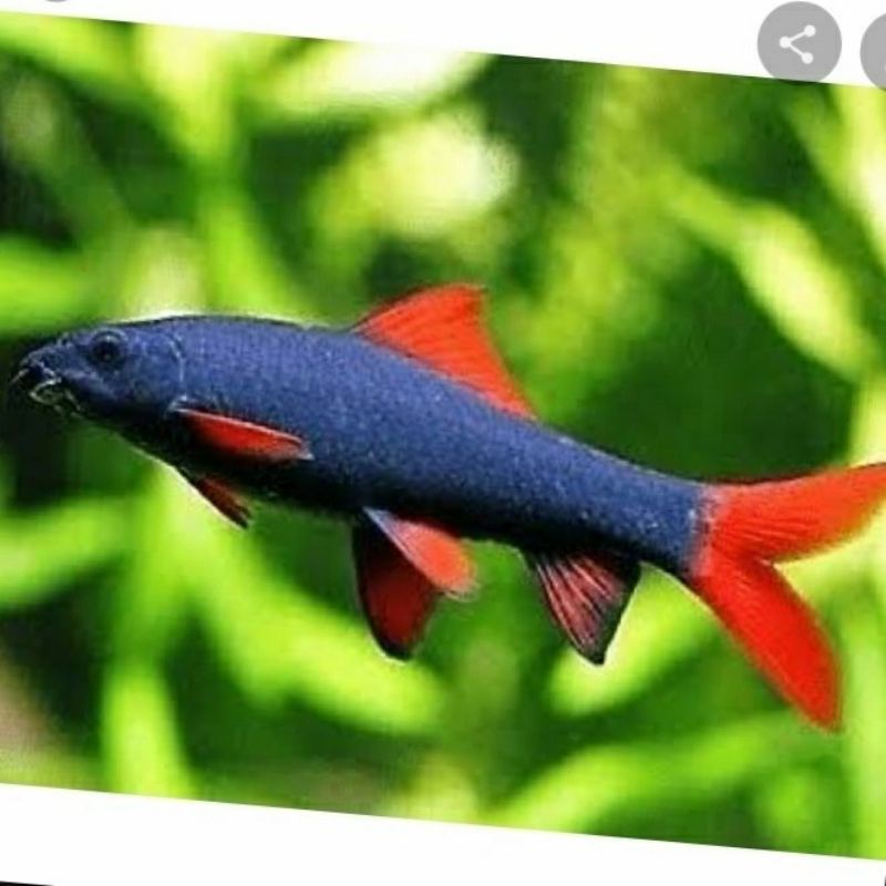Jual ikan redfin shark ikan hias redfin | Shopee Indonesia