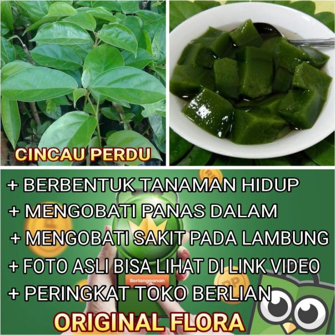Jual Bibit Tanaman Daun Cincau Hijau Cincau Perdu Cincau Pohon | Shopee ...