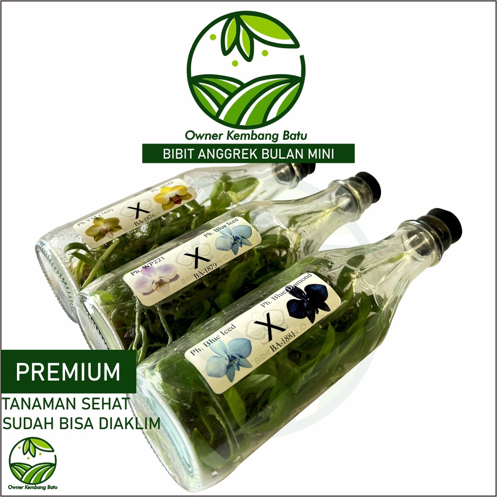 Jual Bibit Anggrek Bulan Mini dalam Botol Anggrek Premium | Shopee ...