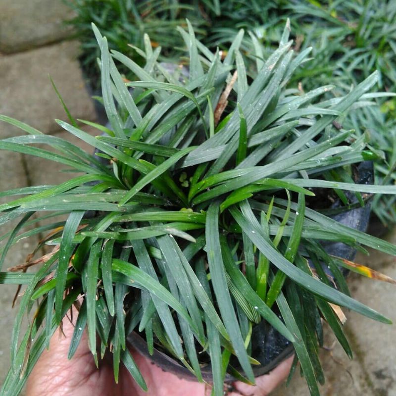 Jual Rumput kucai mini , tanaman hias rumput kucai | Shopee Indonesia