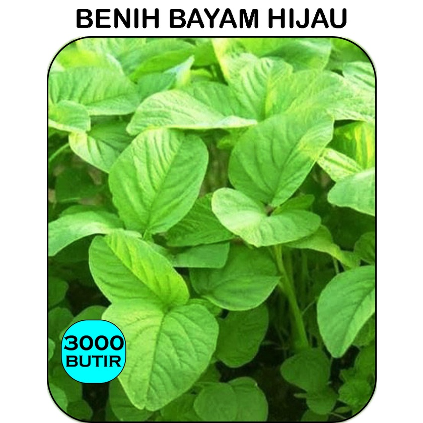 Jual Benih Bayam Hijau Repack isi 3000 Butir | Shopee Indonesia