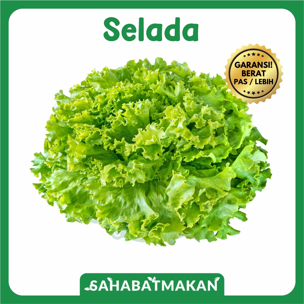 Jual Selada Keriting — Sahabat Makan Sayur Jogja | Shopee Indonesia