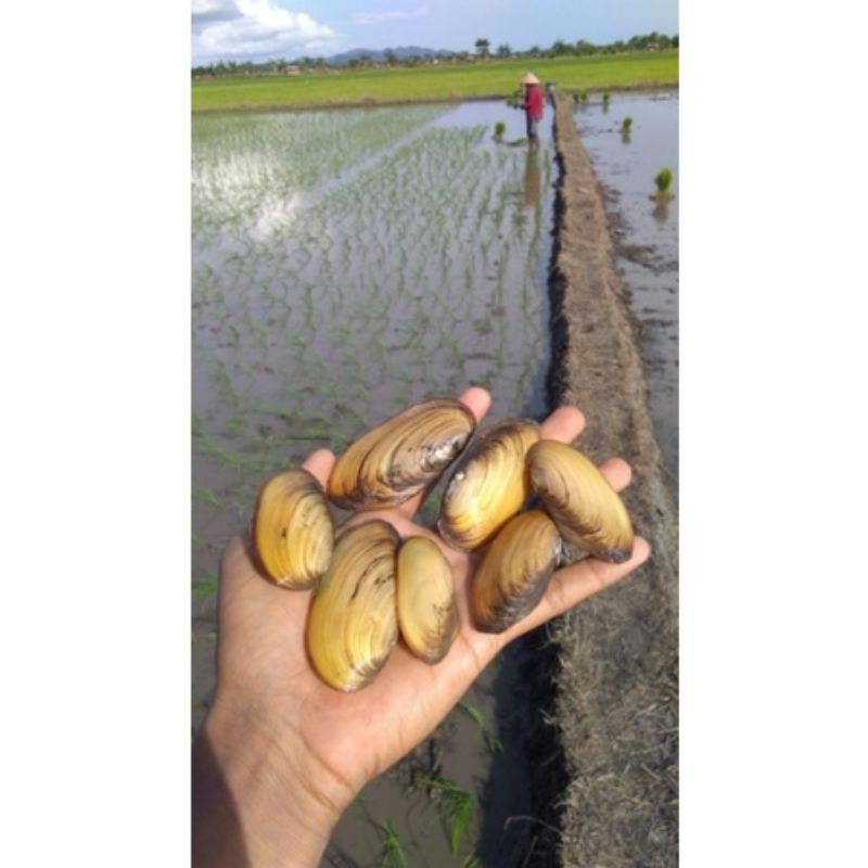 Jual kijing kerang sawah air tawar 1kg fresh hidup | Shopee Indonesia