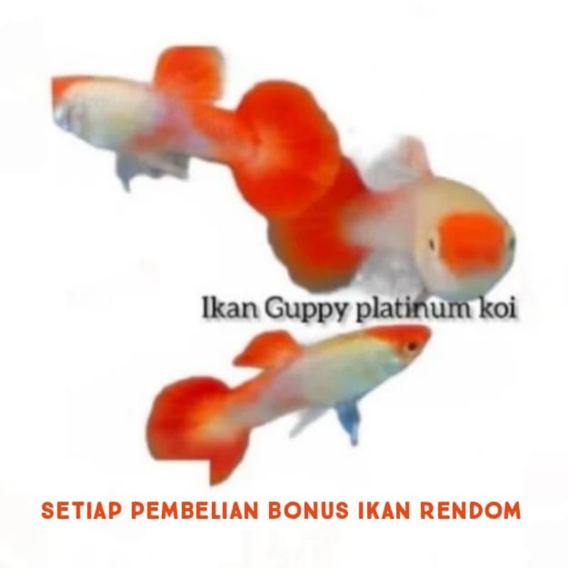 Jual Packing styrofoam ( ikan guppy platinum koi ) | Shopee Indonesia