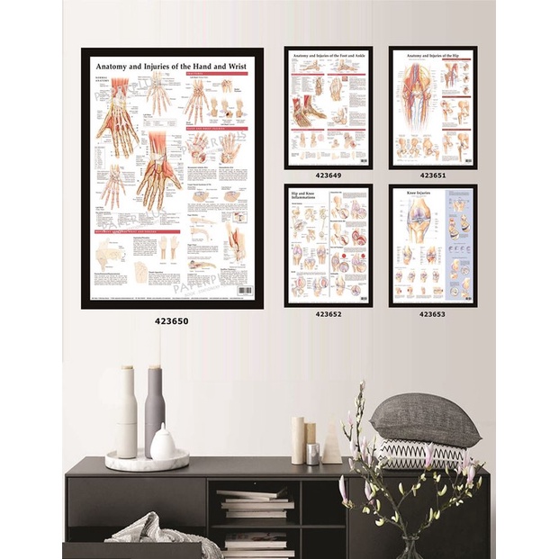 Jual KAM / Poster Kedokteran / Kesehatan / Anatomy And Injuries Of The ...