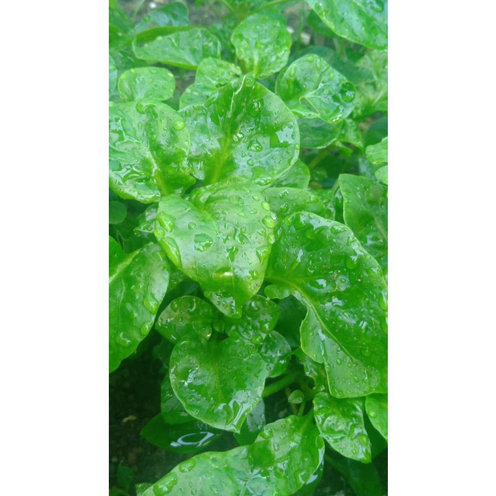 Jual Bibit Bayam Brazil Sudah Berakar dan Siap Tanam Bisa Untuk Sayuran ...