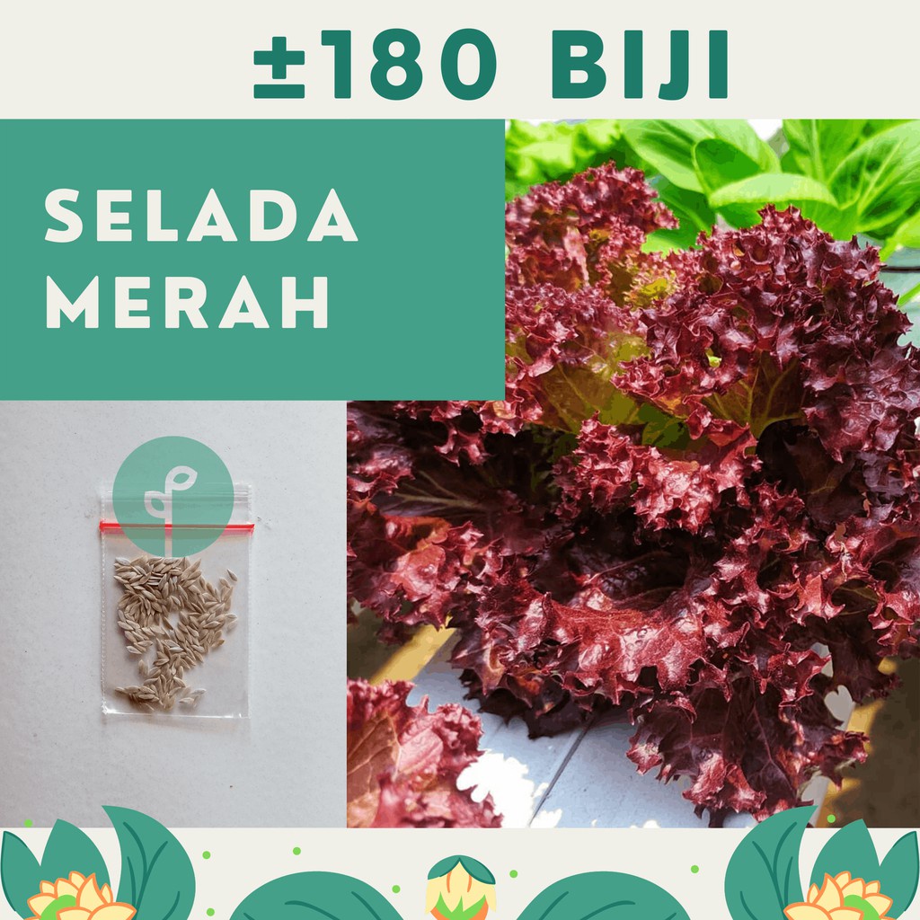 Jual FANSTORE_PKU / COD Benih Bibit Timun Baby Semi Peppermint Lemon ...