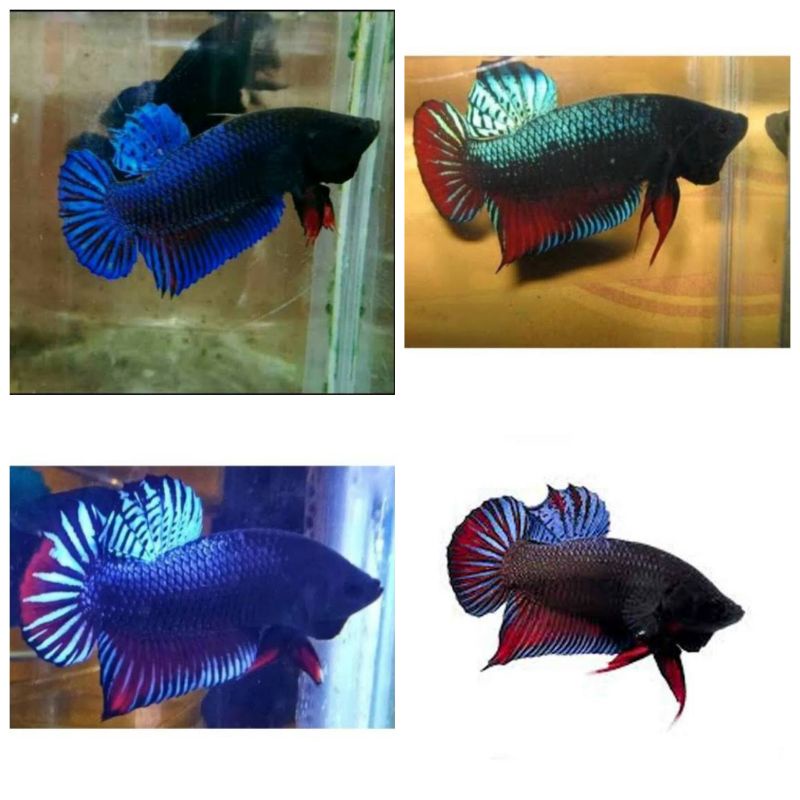 Jual Ikan Cupang Bagan Aduan - Cupang Aduan Agresif Ngedok | Shopee ...