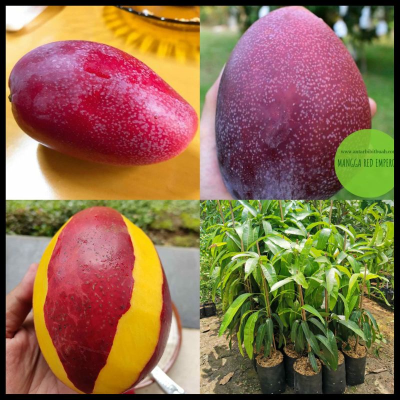 Jual Bibit Mangga Red Emperor Tinggi 1 Meter Batang Besar Cepat Berbuah ...