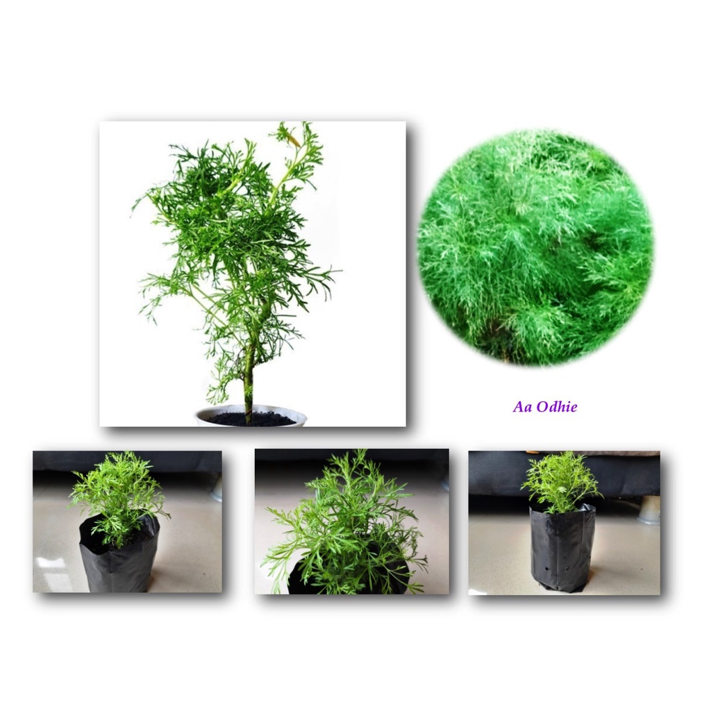 Jual Tanaman Hias Cemara Air Embun Laut Adas Casuarina Equisetifolia ...
