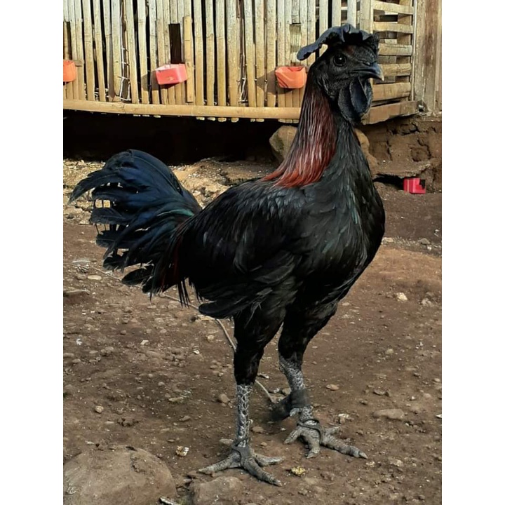 Jual Telur Ayam Peru Black Knight Daging hitam ory Pruvian Black Knight ...