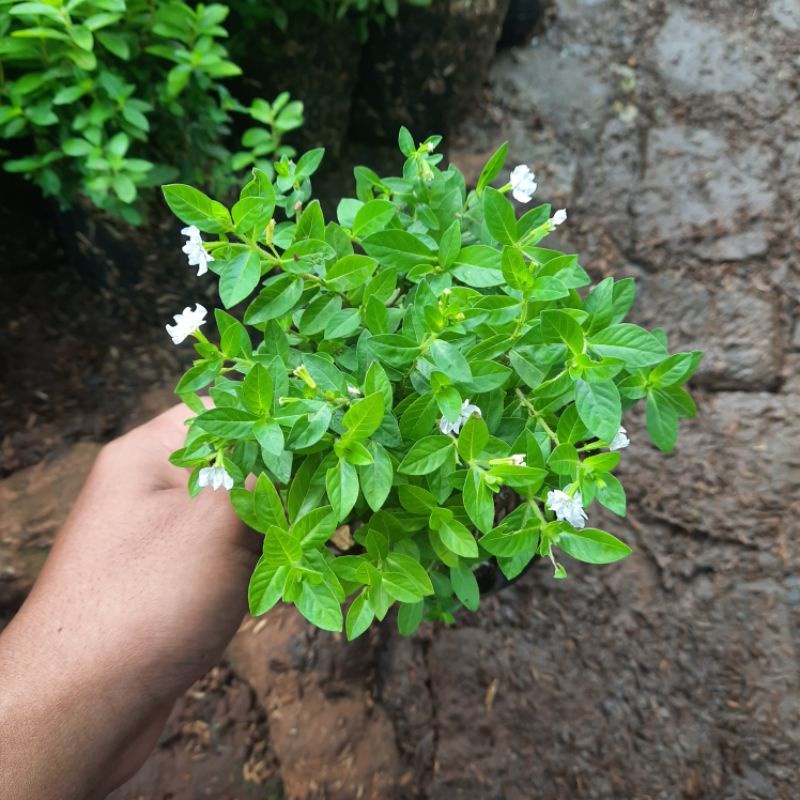 Jual TANAMAN HIAS TAIWAN BEAUTY BUNGA PUTIH | Shopee Indonesia