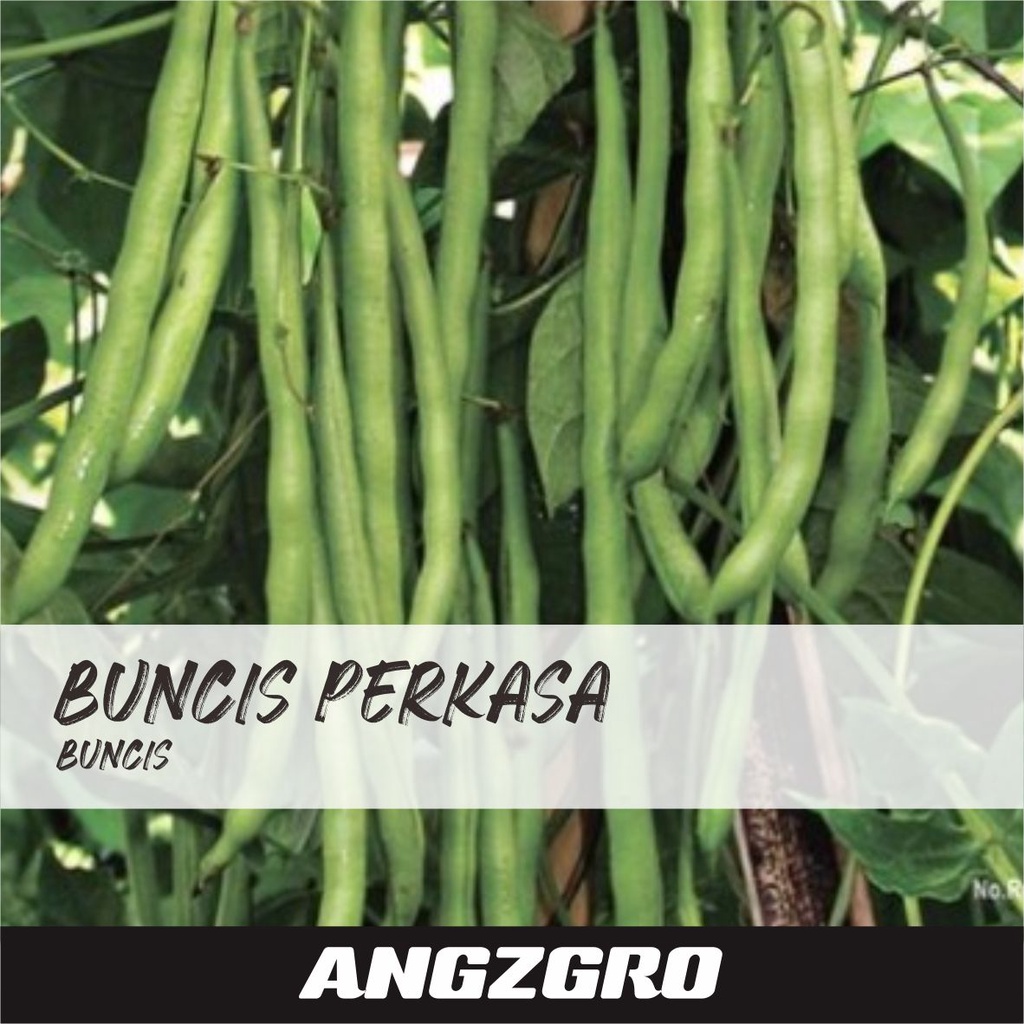 Jual Benih Buncis Perkasa 11 gr Sayuran Tanaman Urban Farming | Shopee ...