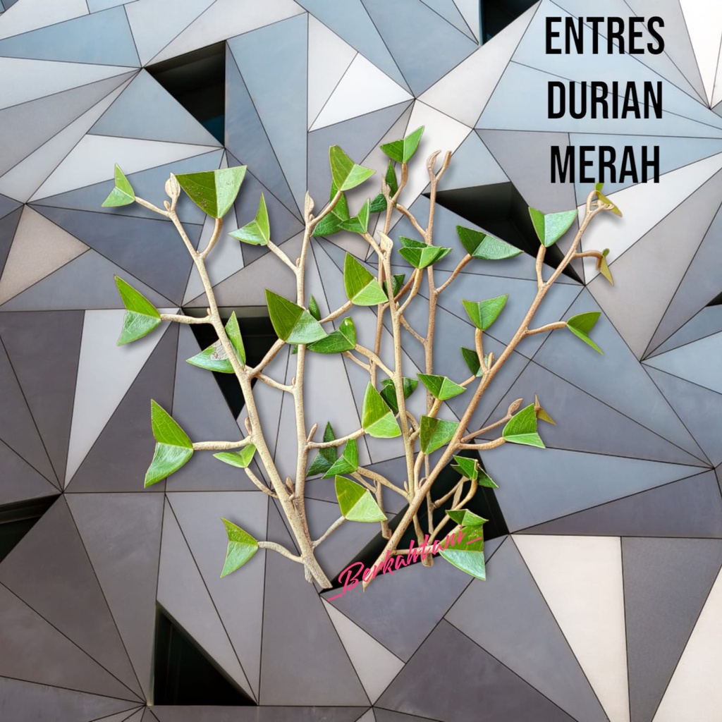 Jual Promo (kusus) Entres Mata Tunas Durian Merah Super (Bukan Pucukan ...