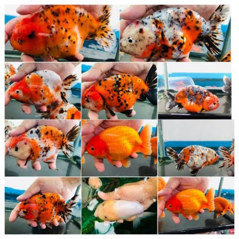 Jual Patung plastik ranchu 8-10 cm bergaransi | Shopee Indonesia