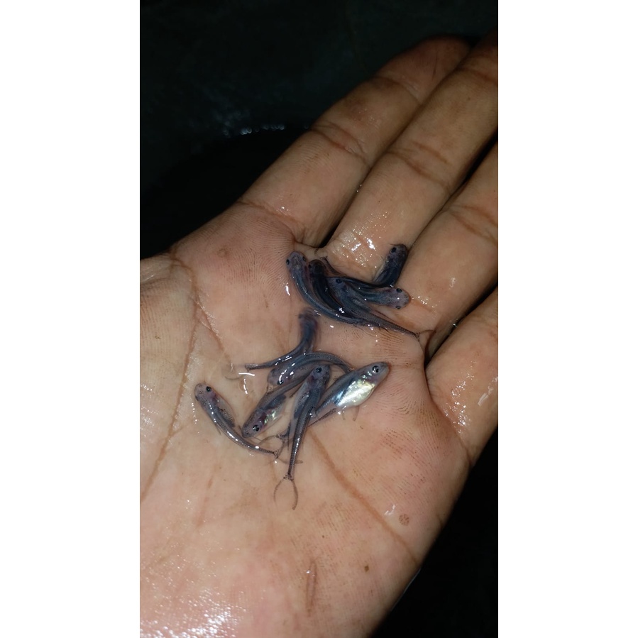 Jual Patin, Bibit Ikan / Benih Ikan | Shopee Indonesia