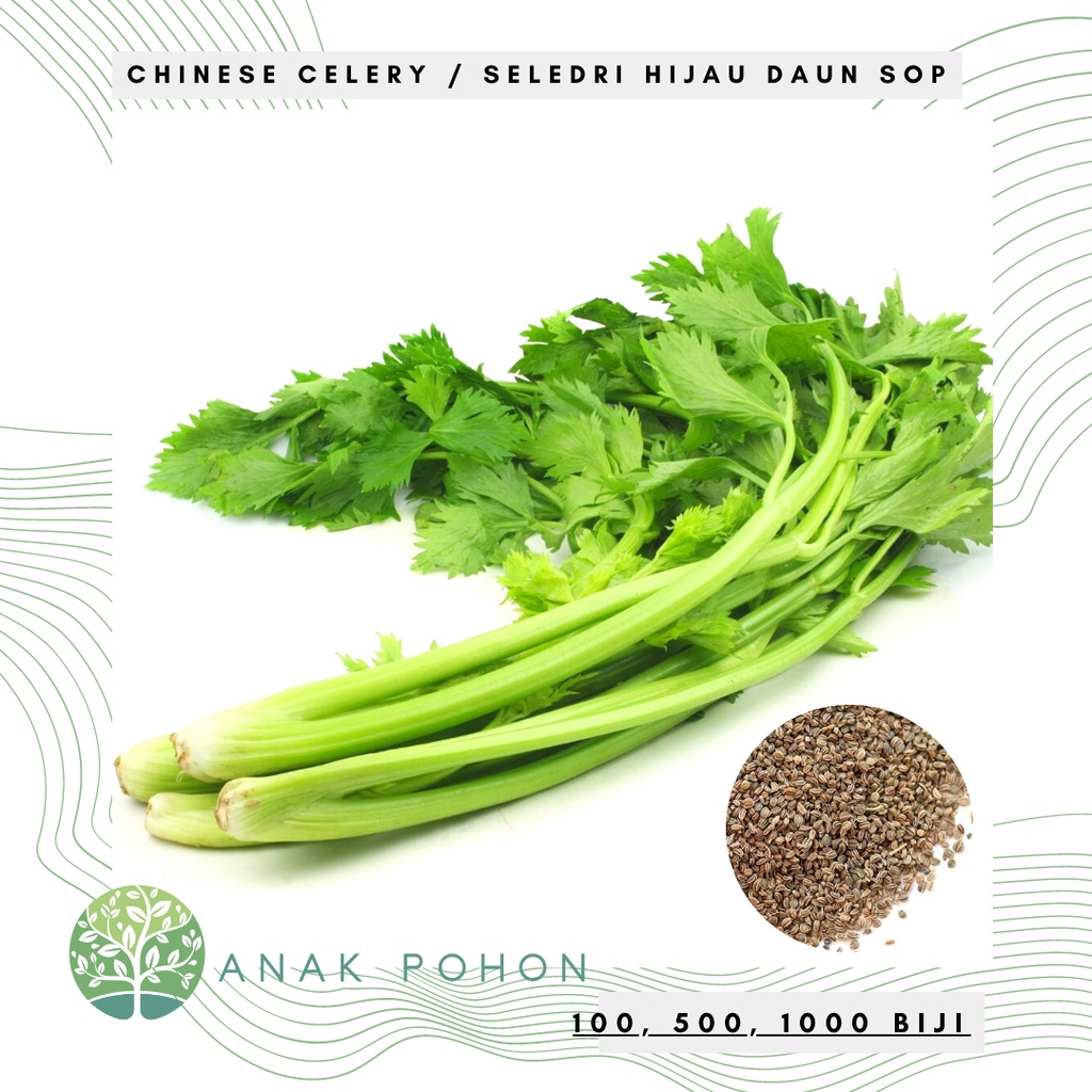 Jual Benih Bibit Biji - Seledri Hijau Chinese Celery Green Leaf Seledri ...