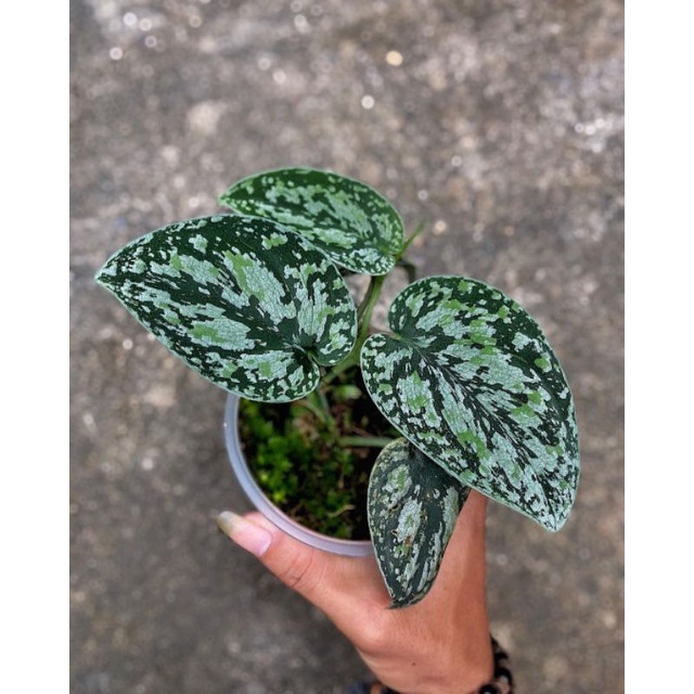 Jual scindapsus three color | Shopee Indonesia