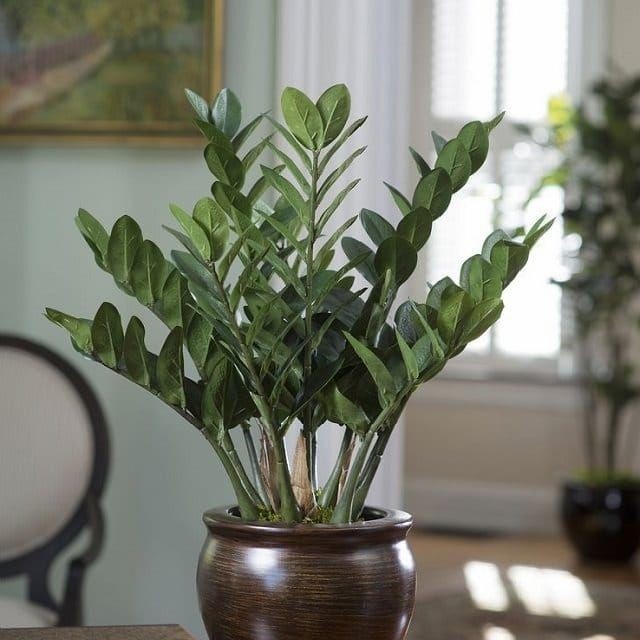 Jual Pohon zamia dolar - tanaman hias zamia dolar - Pohon dolar ...