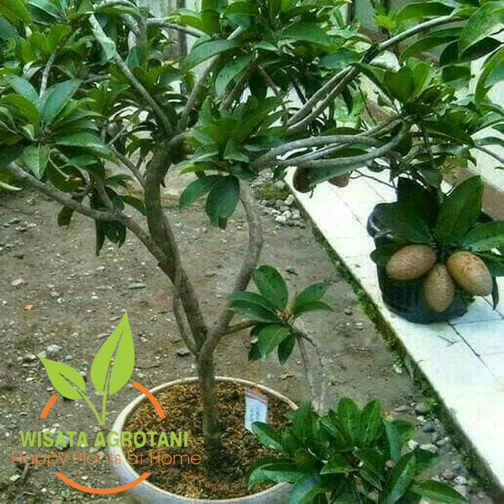 Jual Sawo Jumbo Hasil Sambung Siap Berbuah Lebat Batang Besar Berdaun ...