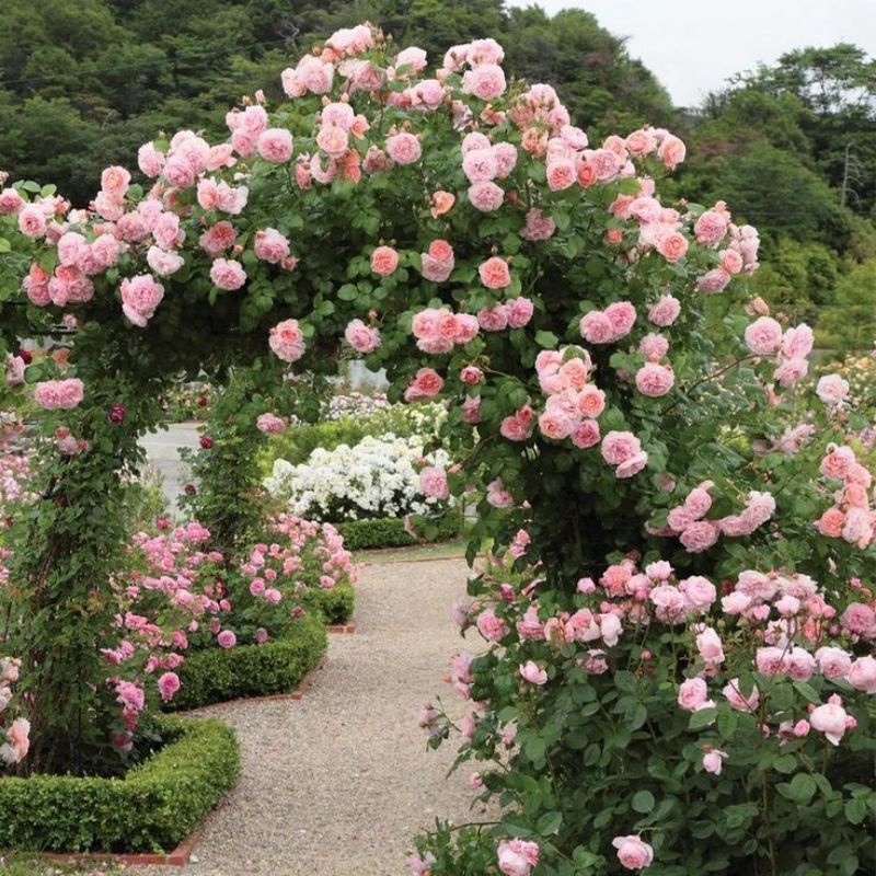 Jual Tanaman hias bunga Mawar Rambat/ Climbing roses/ Sudah berbunga ...