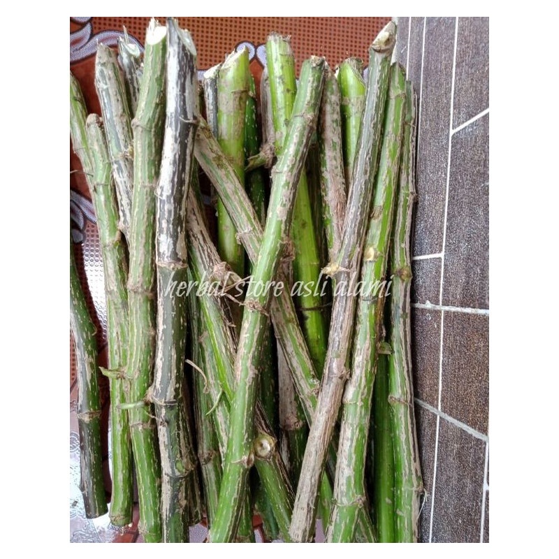 Jual Bibit stek tanaman insulin/bibit pohon insulin | Shopee Indonesia