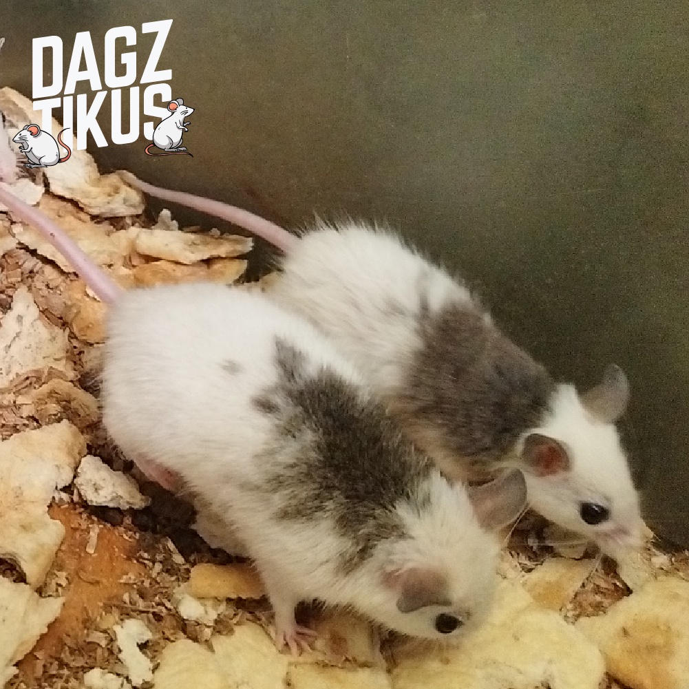 Jual PAKET TERNAK BREEDING SEPASANG 1 JANTAN 1 BETINA TIKUS ASF PANDA ...