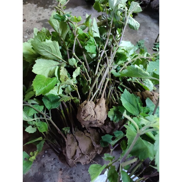 Jual Bibit Nilam Super Harga Per Rumpun 1 kg | Shopee Indonesia