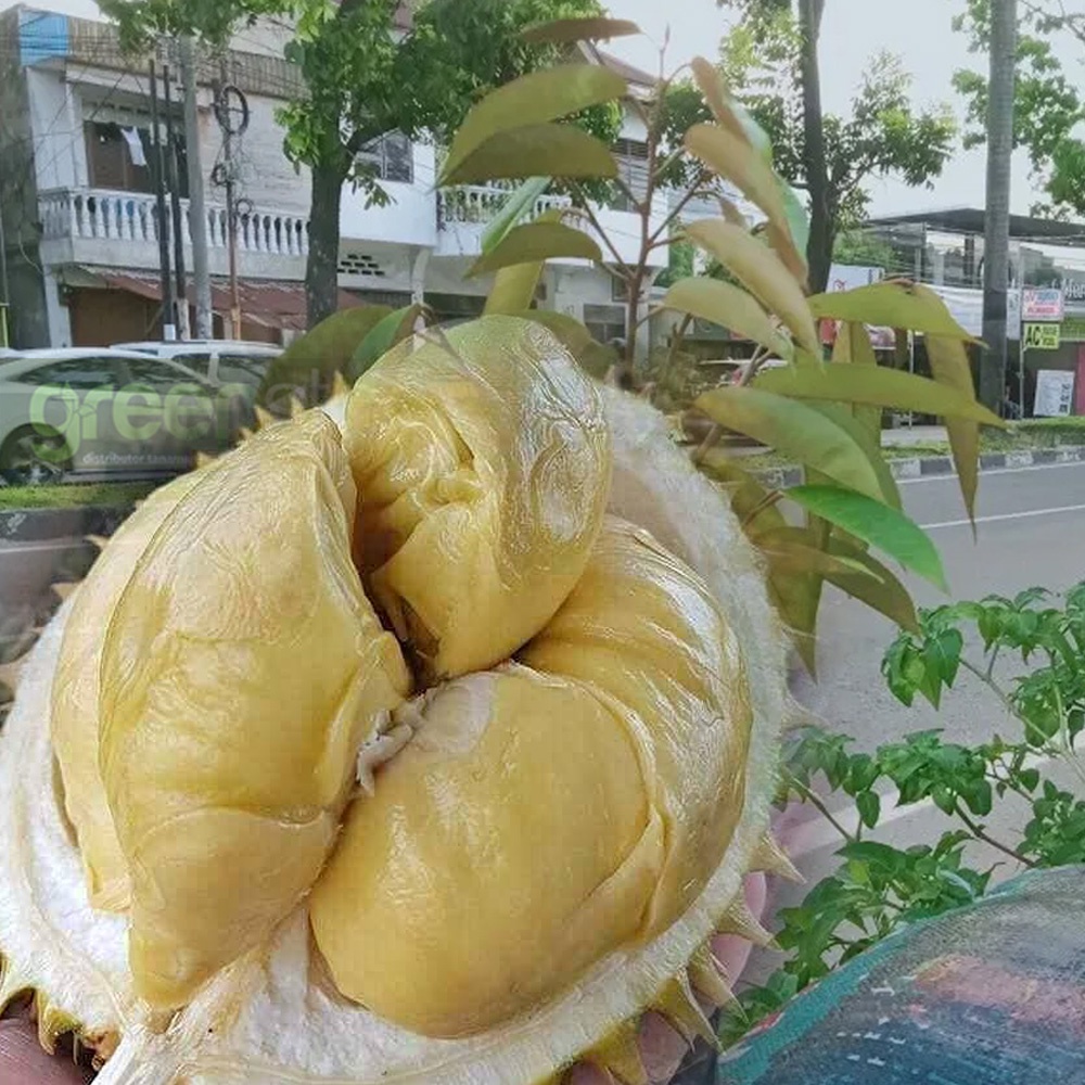 Jual New Bibit Durian Okulasi Dengan Berbagai Jenis Durian Musangking Blackthorn Montong