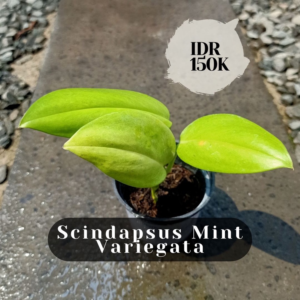 Jual Scindapsus Mint Variegata | Shopee Indonesia