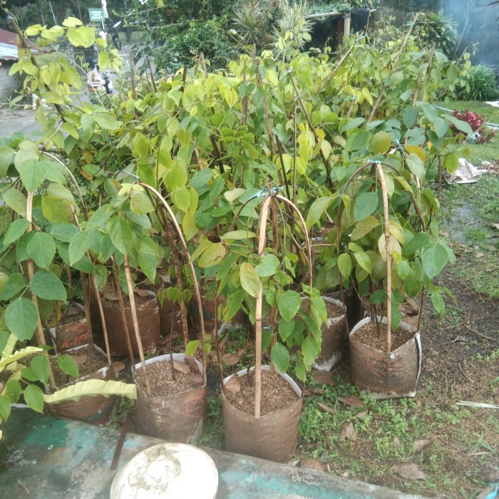 Jual bibit tanaman hias flame of irian | Shopee Indonesia