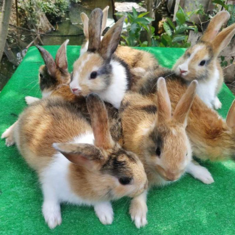 Jual KELINCI LOKAL HIDUP MURAH | Shopee Indonesia