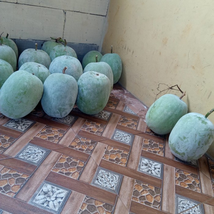 Jual Buah Beligo / Bligo 1,2 - 1,5 kg - Buah Kundur Fresh | Shopee ...