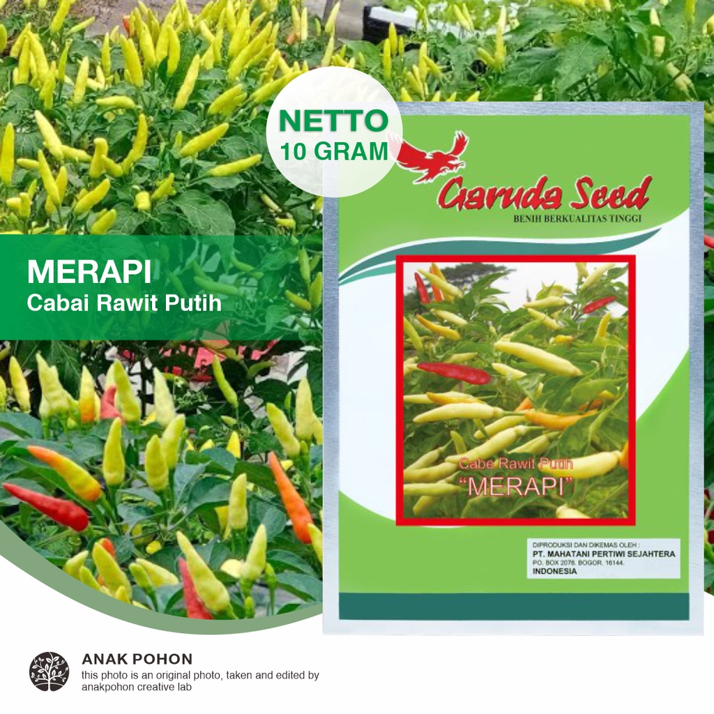 Jual (1 PACK) Benih Cabai Rawit Putih MERAPI Cabe Tipe Tegak Lebat ...