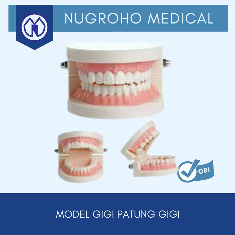 Jual Model gigi patung gigi Model Gigi Edukasi Patung Gigi Dental ...