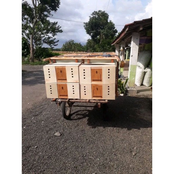 Jual Pagupon merpati [Baca deskripsi] | Shopee Indonesia
