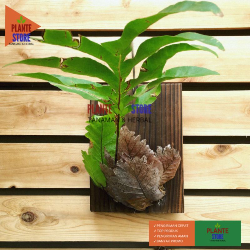 Jual TANAMAN HIAS DRYNARIA AGLAOMORPHA KADAKA TEMPEL / KADAKA LAYANGAN ...
