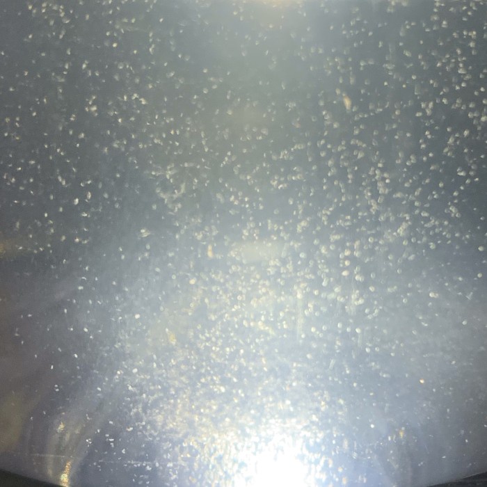 Jual Aquariume Deepseapods Live Copepoda / Copepods & Rotifera ...