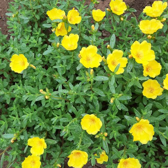 Jual Krokot/mossrose kuning daun bulat/bunga hias murah | Shopee Indonesia