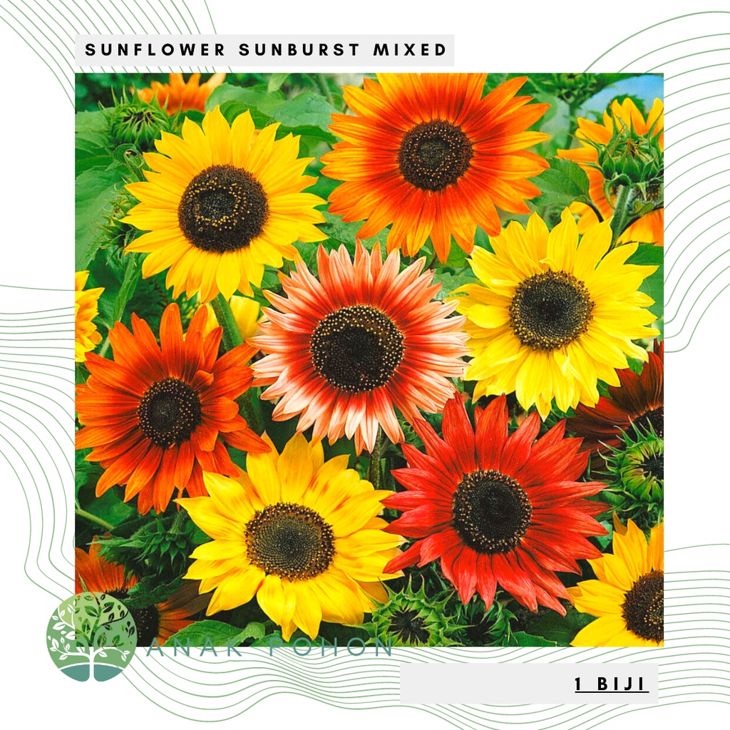 Jual Benih Bibit Biji - Sunflower Sunburst Mixed Bunga Matahari Parade ...