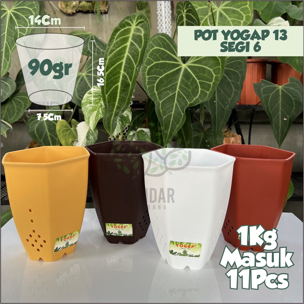 Jual pot bibit bunga tanaman hias Yogap 13 Segi 6 warna cantik bentuk ...
