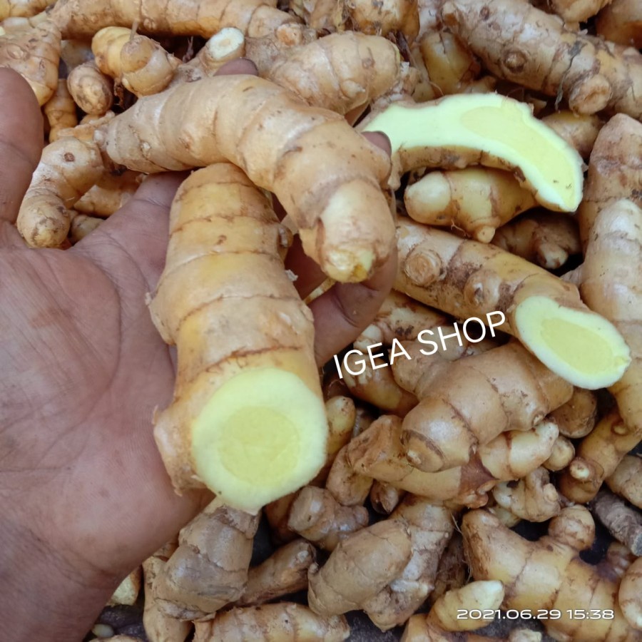 Jual 1KG KUNYIT MANGGA SEGAR TEMU MANGGA FRES | Shopee Indonesia