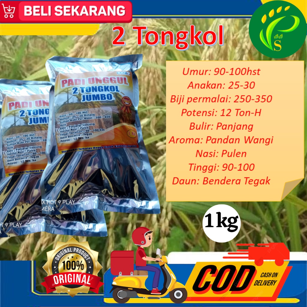 Jual Biji Padi Bnih padi Unggul 2 Tongkol Jumbo 1kg | Shopee Indonesia