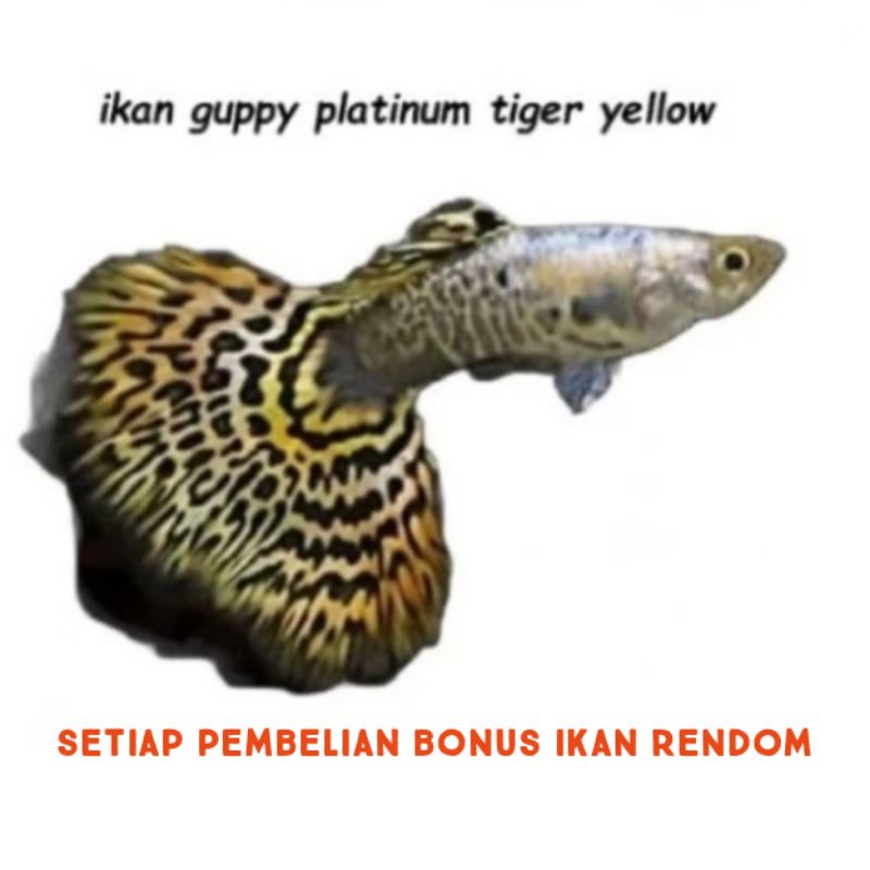 Jual Packing styrofoam ( ikan guppy platinum tiger yellow ) | Shopee Indonesia